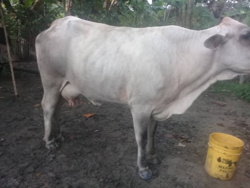 Vaca Lechera Carora AgroVentasVenezuela